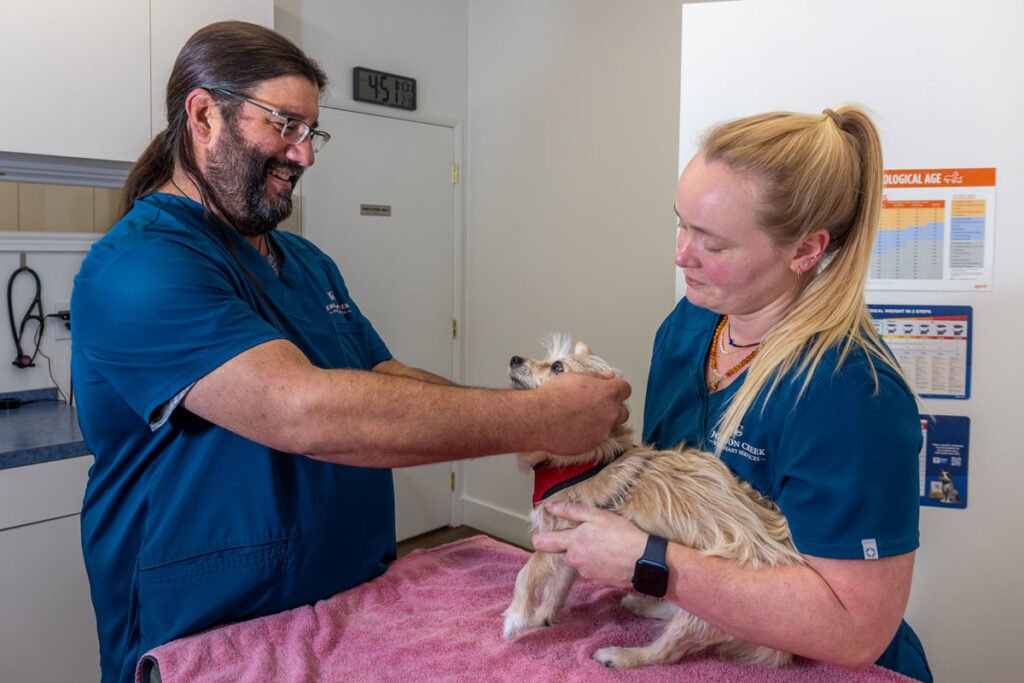Acupuncture - Johnson Creek Veterinary Services
